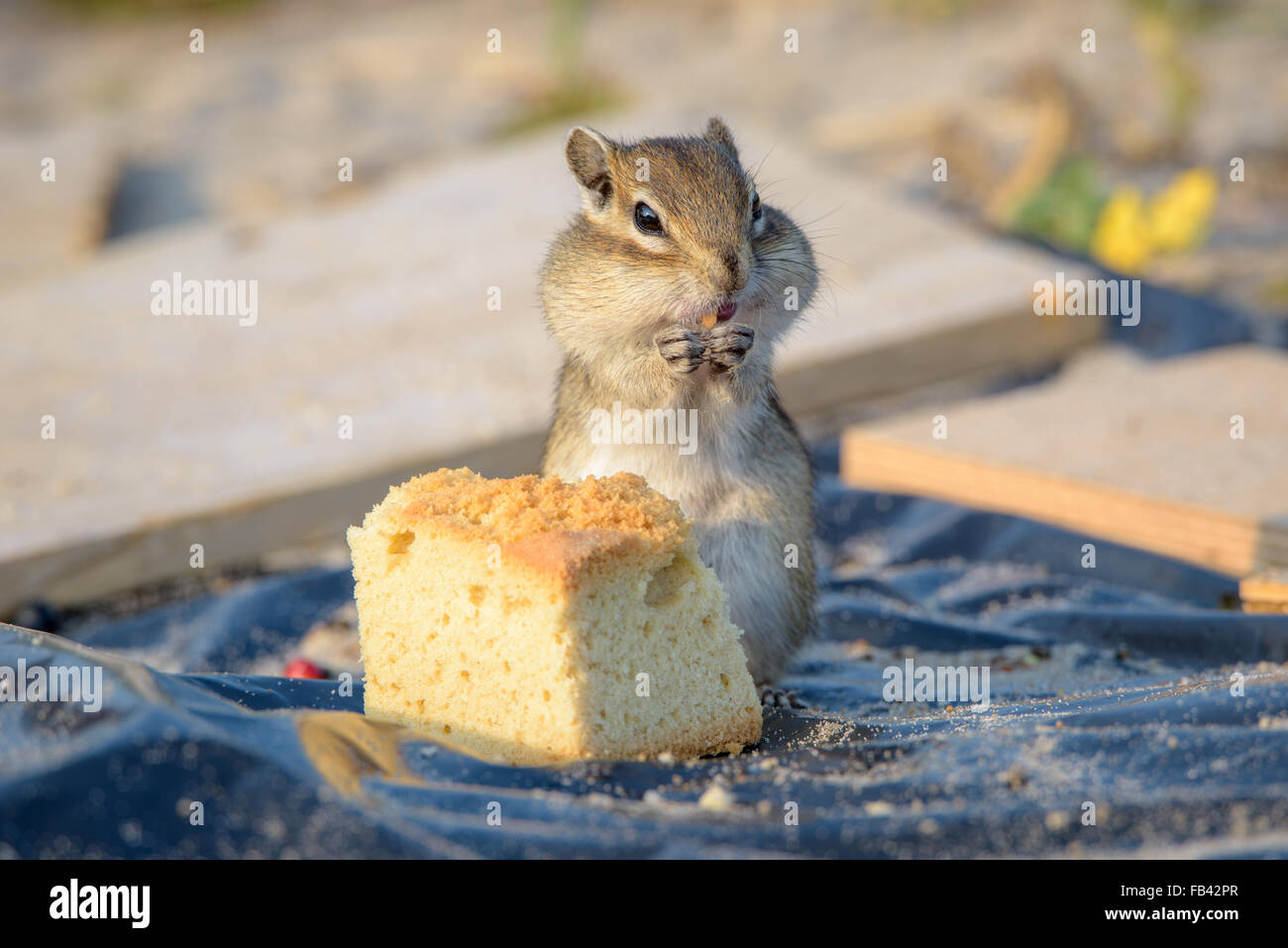 Chipmunks. Wildlife of the northern part of Sakhalin Island, Russia ...