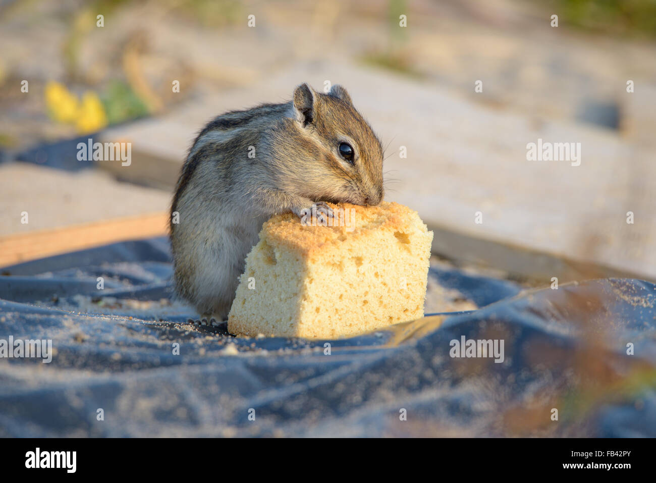 Chipmunks. Wildlife of the northern part of Sakhalin Island, Russia ...