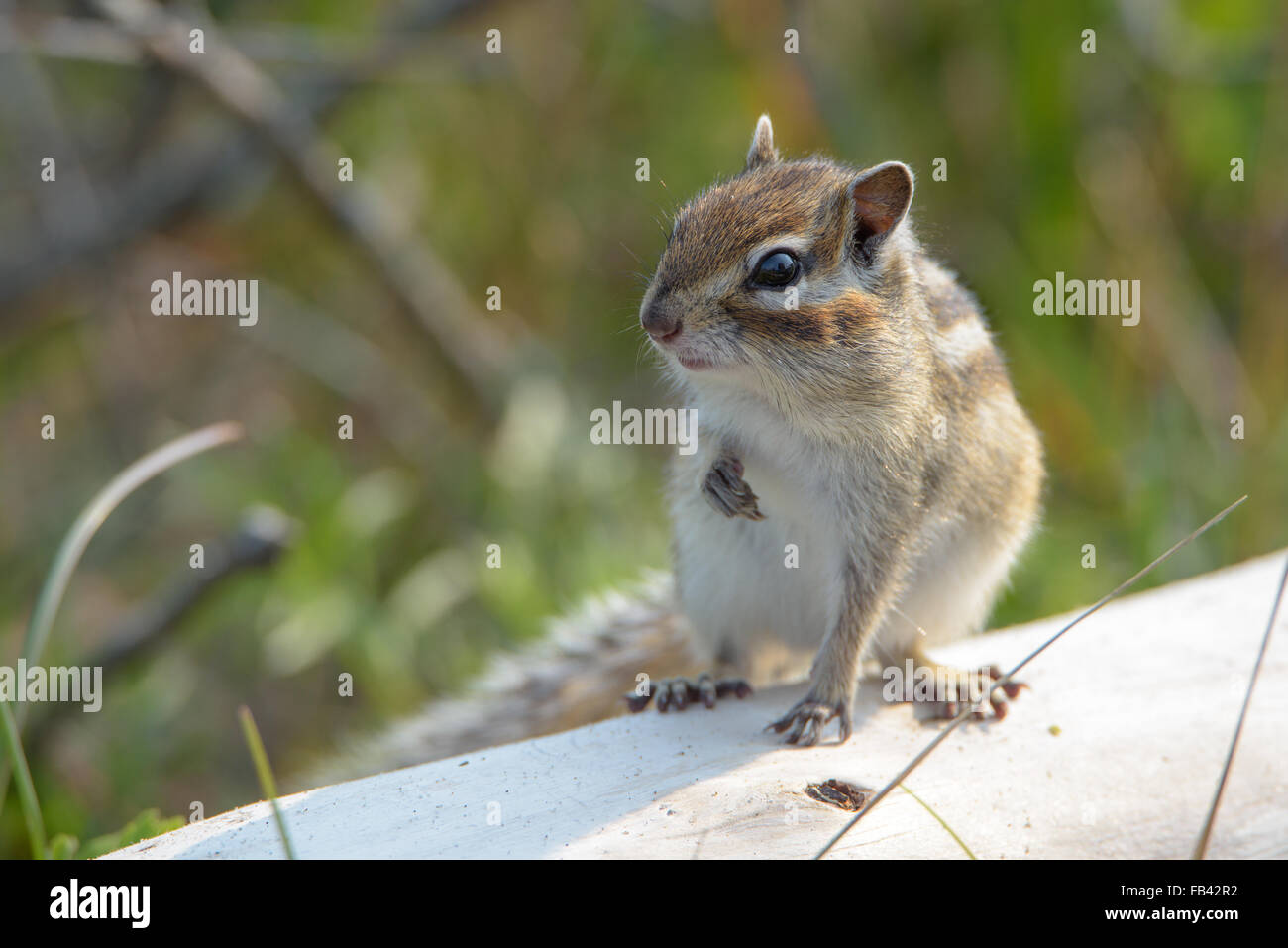 Chipmunks. Wildlife of the northern part of Sakhalin Island, Russia ...
