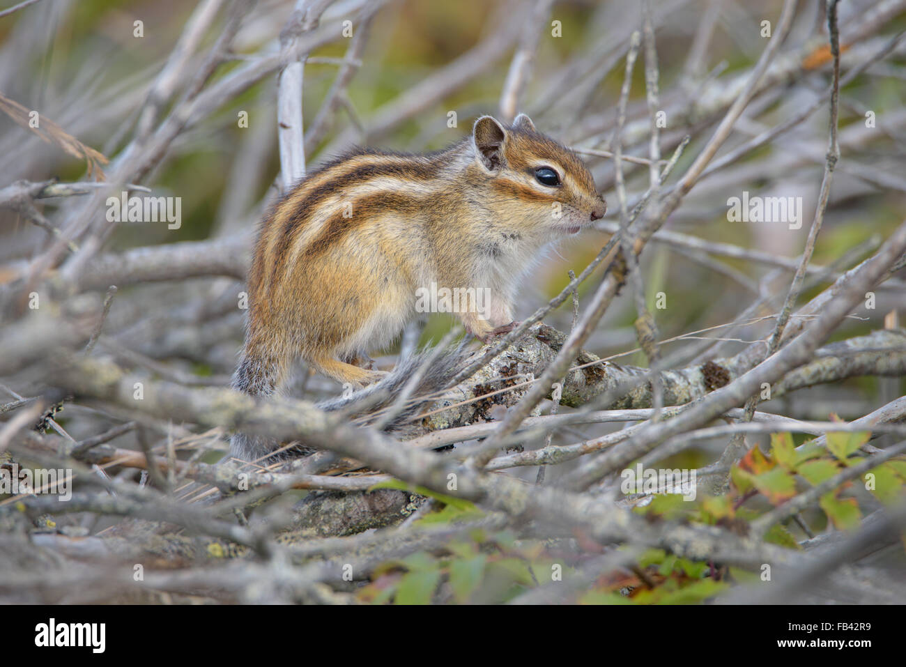 Chipmunks. Wildlife of the northern part of Sakhalin Island, Russia ...