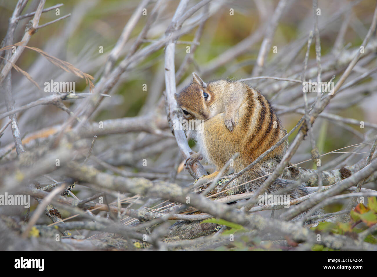 Chipmunks. Wildlife of the northern part of Sakhalin Island, Russia ...