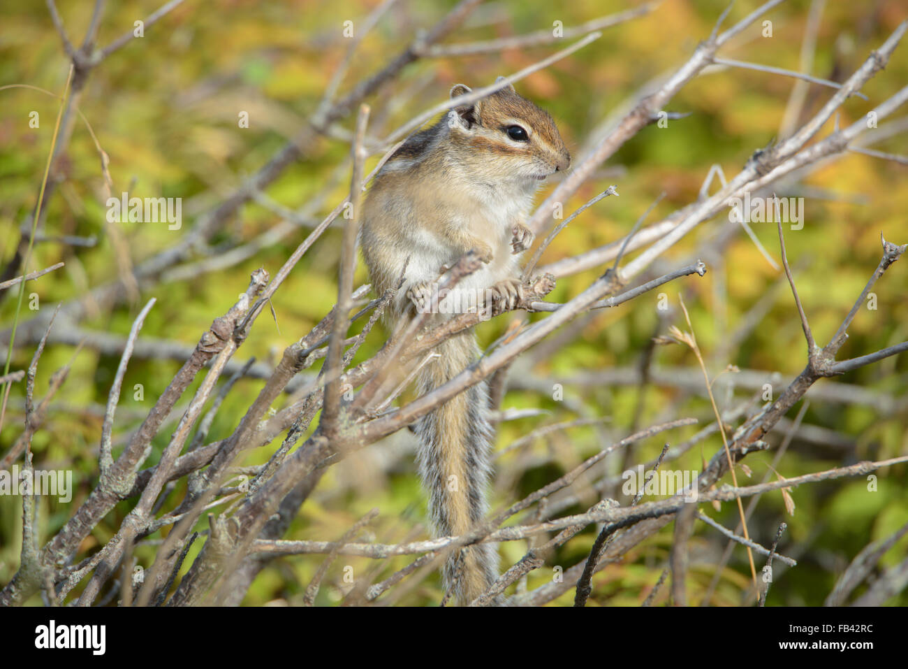 Chipmunks. Wildlife of the northern part of Sakhalin Island, Russia ...