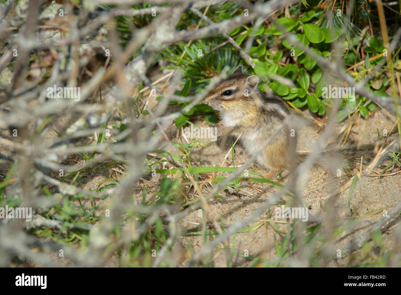 Chipmunks. Wildlife of the northern part of Sakhalin Island, Russia ...