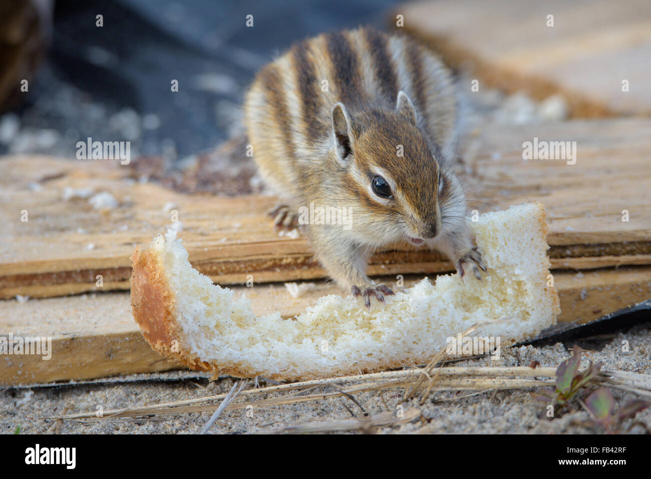 Chipmunks. Wildlife of the northern part of Sakhalin Island, Russia ...