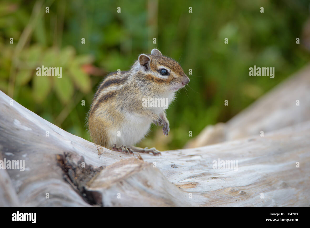 Chipmunks. Wildlife of the northern part of Sakhalin Island, Russia ...