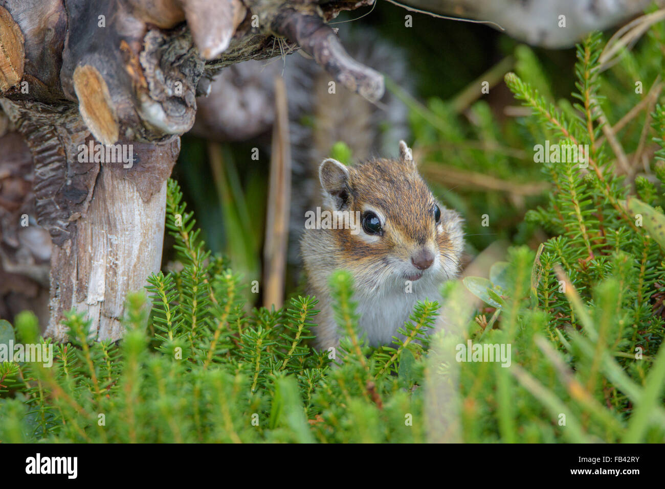Chipmunks. Wildlife of the northern part of Sakhalin Island, Russia ...