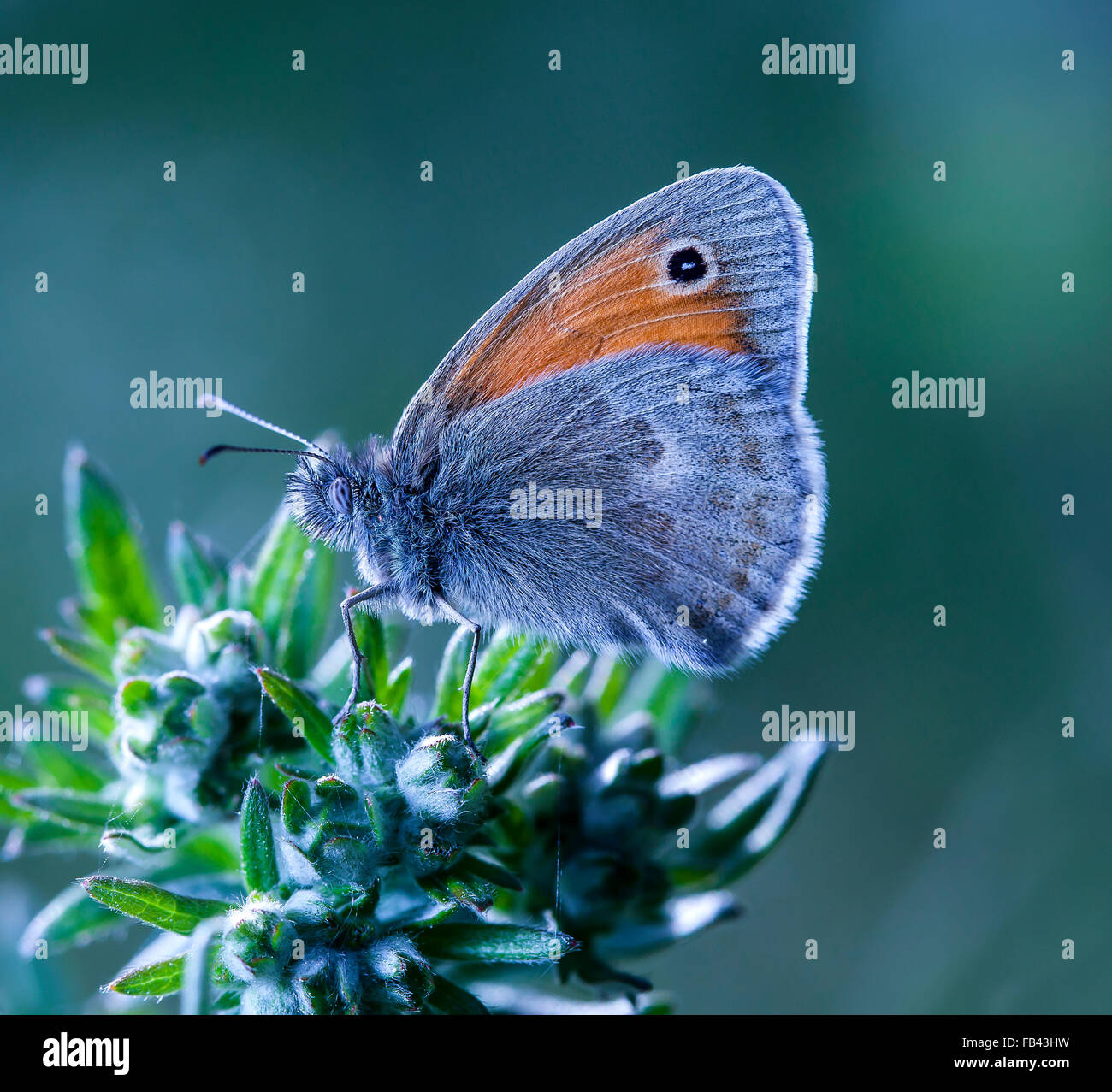 butterfly in a native habitat Stock Photo - Alamy