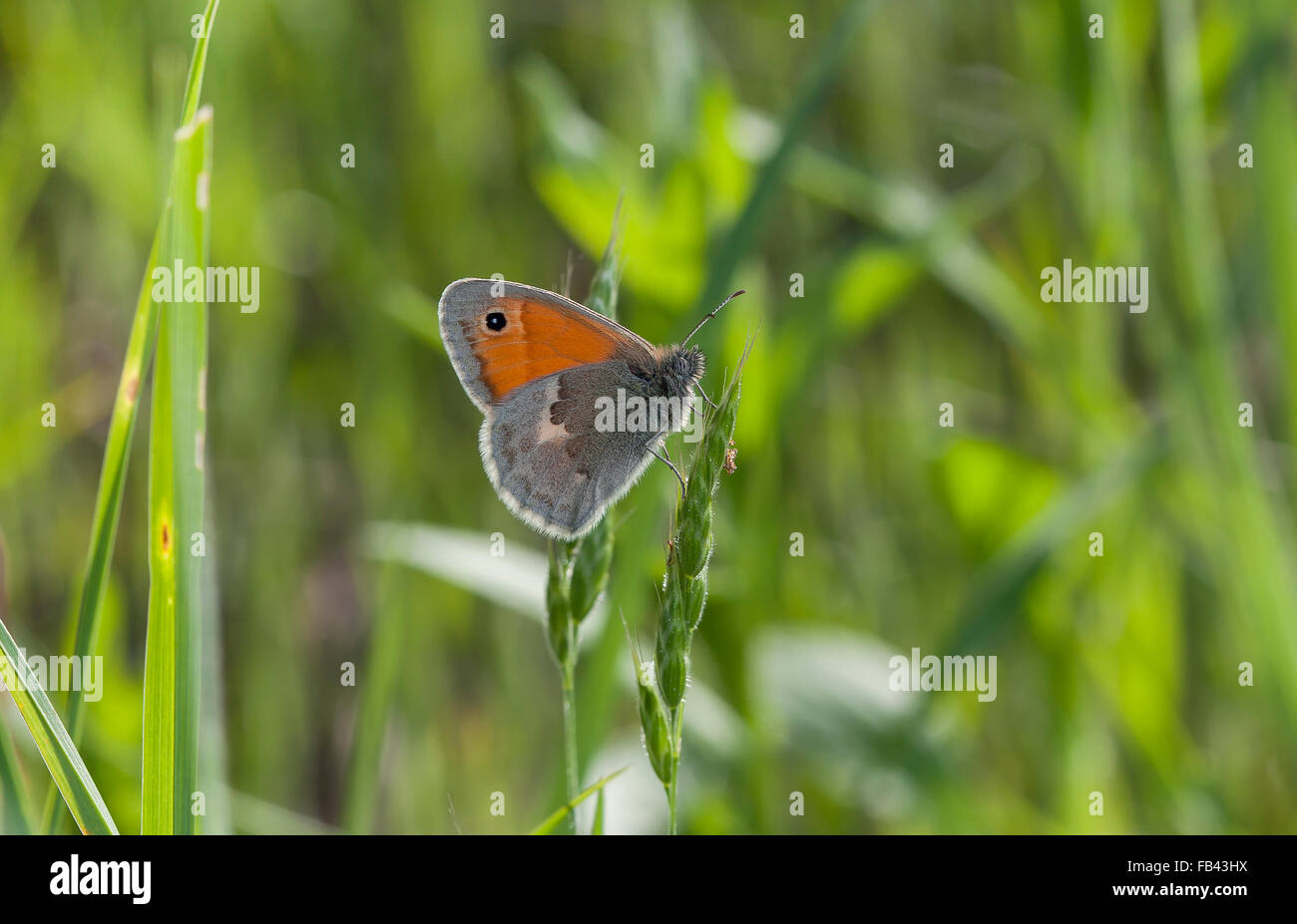 butterfly in a native habitat Stock Photo - Alamy