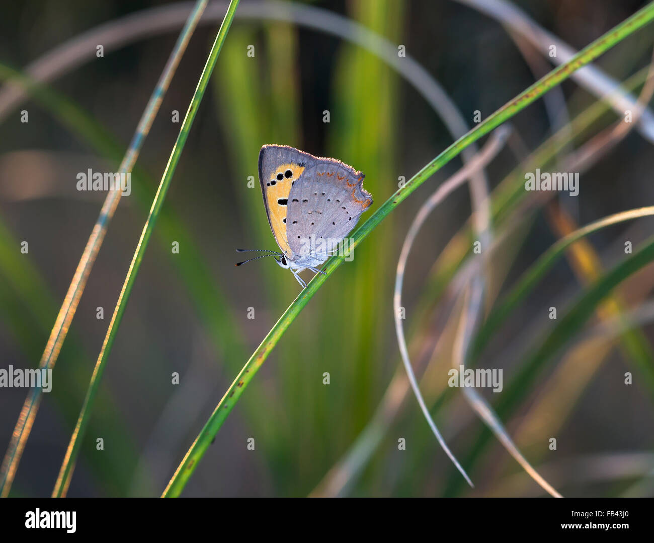 butterfly in a native habitat Stock Photo - Alamy