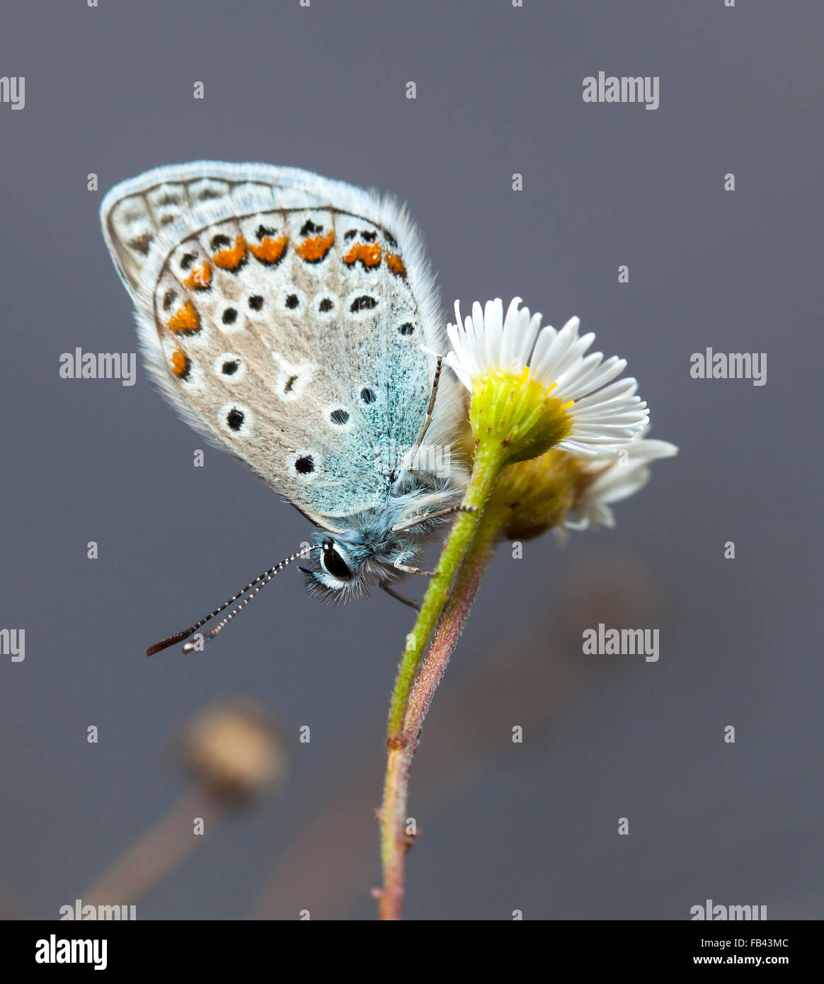 butterfly in a native habitat Stock Photo - Alamy