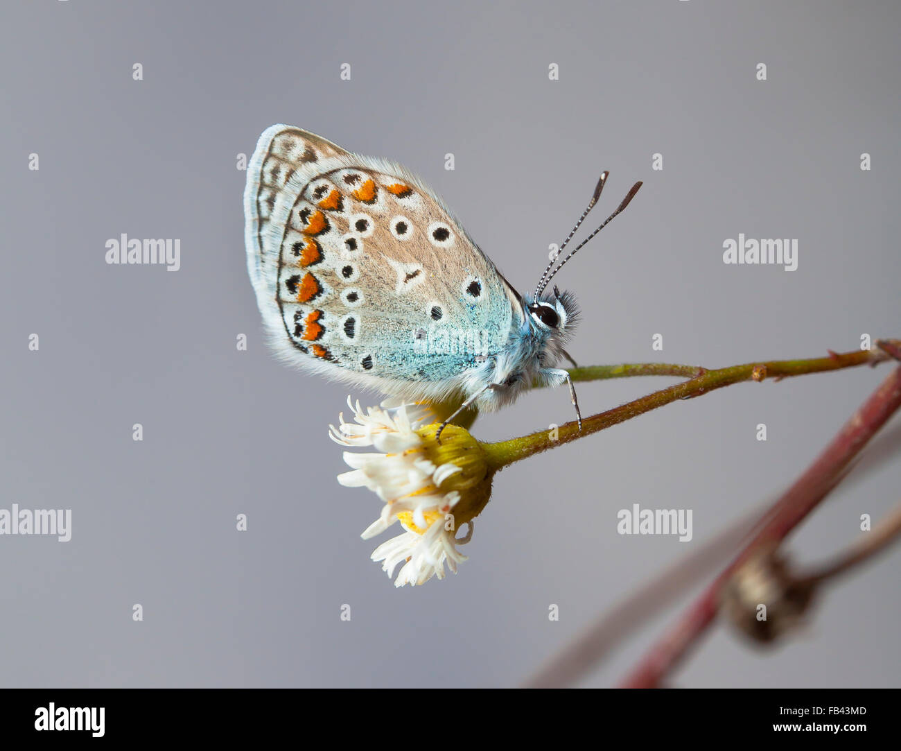 butterfly in a native habitat Stock Photo - Alamy