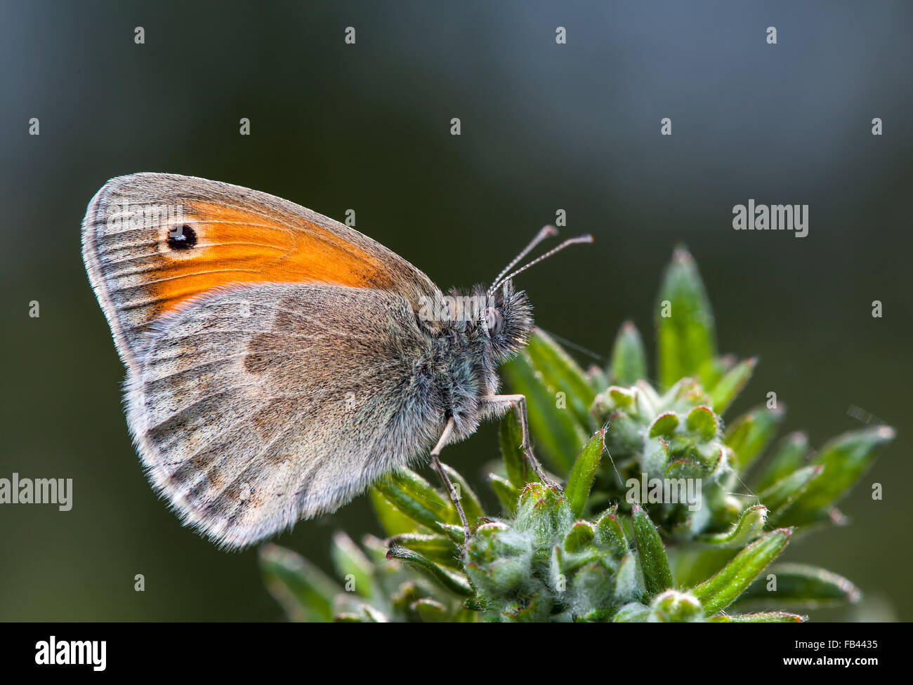 butterfly in a native habitat Stock Photo - Alamy