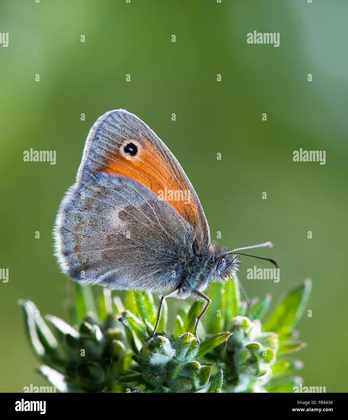 butterfly in a native habitat Stock Photo - Alamy