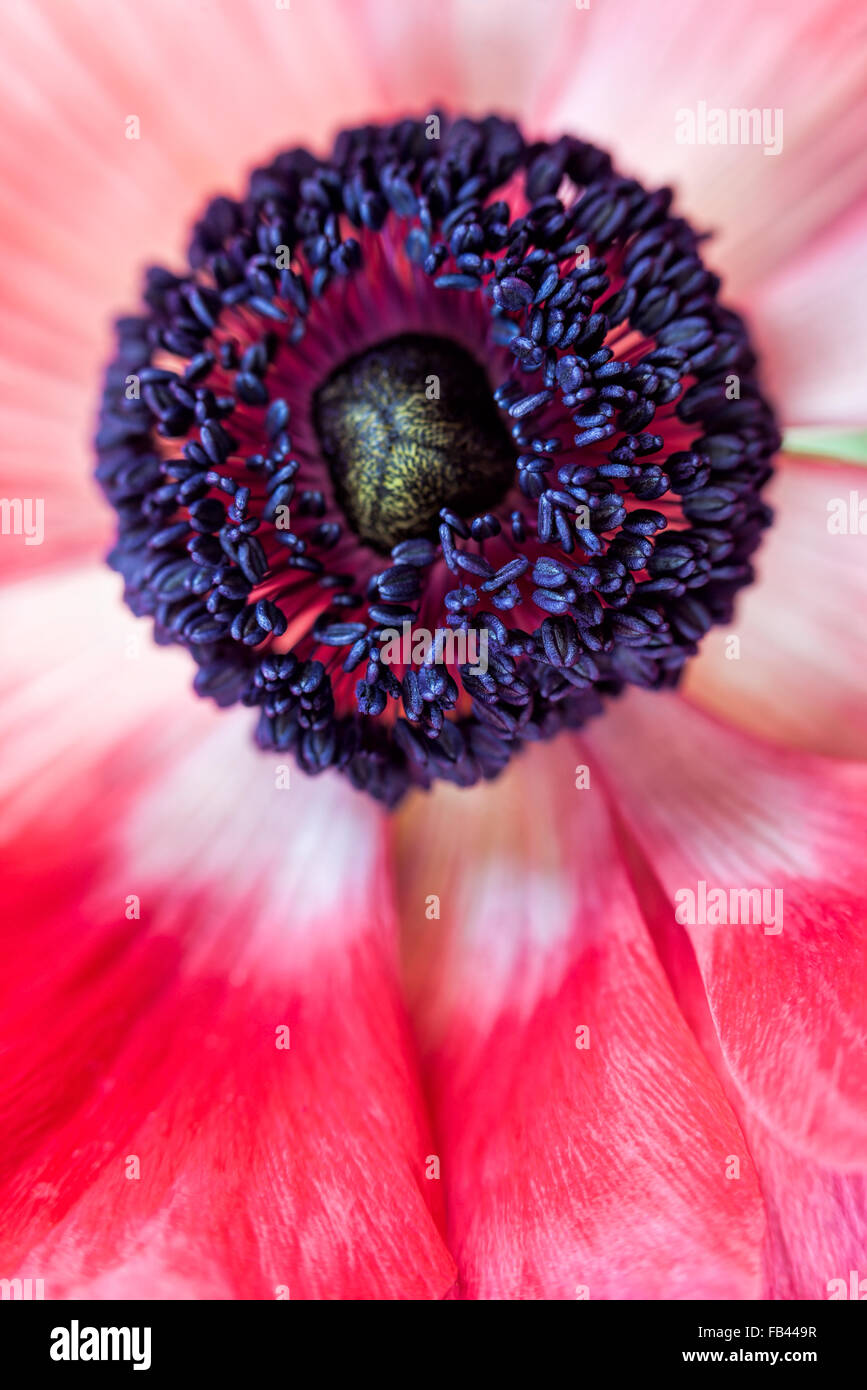 Red poppy anemone hi-res stock photography and images - Alamy