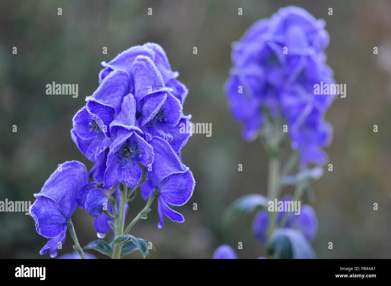 Frosted blue flowers of an Aconitum carmichaelli in an english garden ...