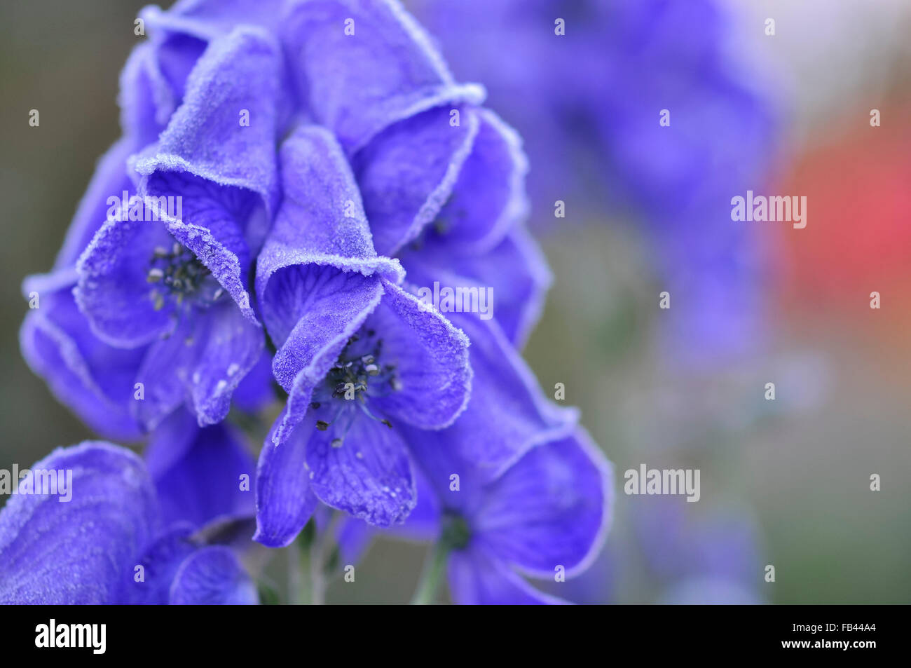 Frosted blue flowers of an Aconitum carmichaelli in an english garden ...