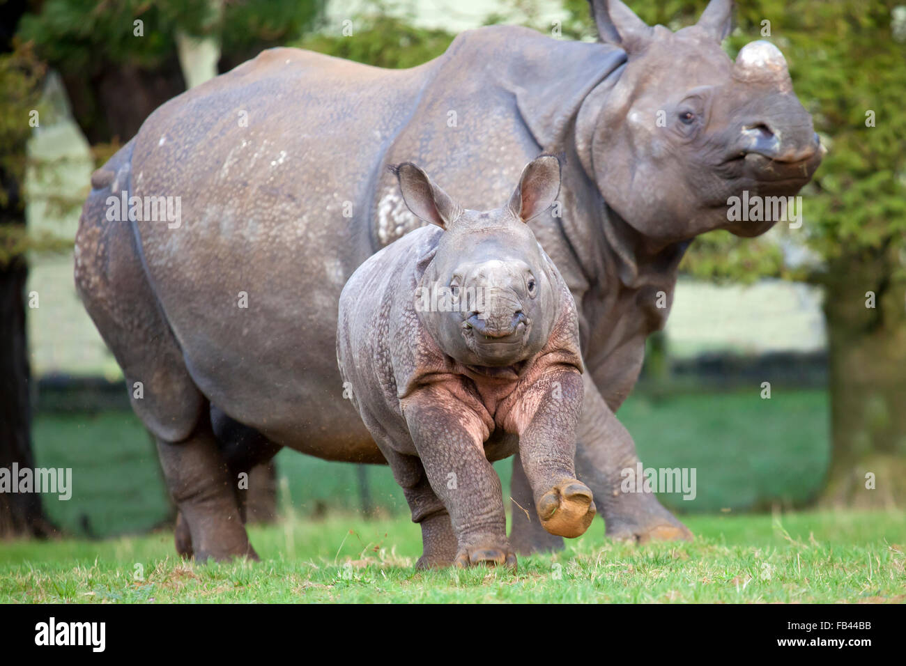 Portrait view of a young Indian Rhinoceros Calf with Mother Stock Photo ...