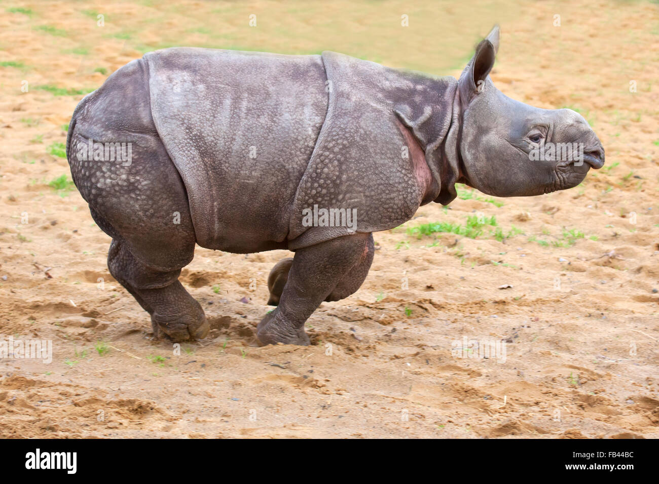 Portrait view of a young Indian Rhinoceros Calf Stock Photo - Alamy