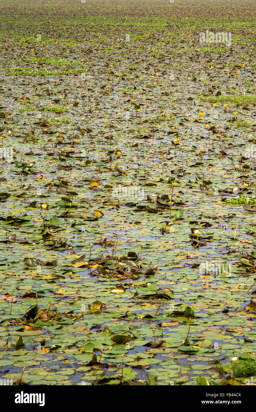 Backwaters in Kerala, India. The backwaters are an extensive network of ...
