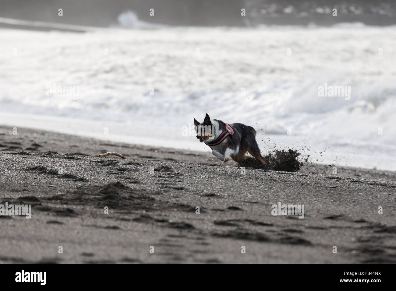 A dog running fast to catch a stick along the beach Stock Photo - Alamy