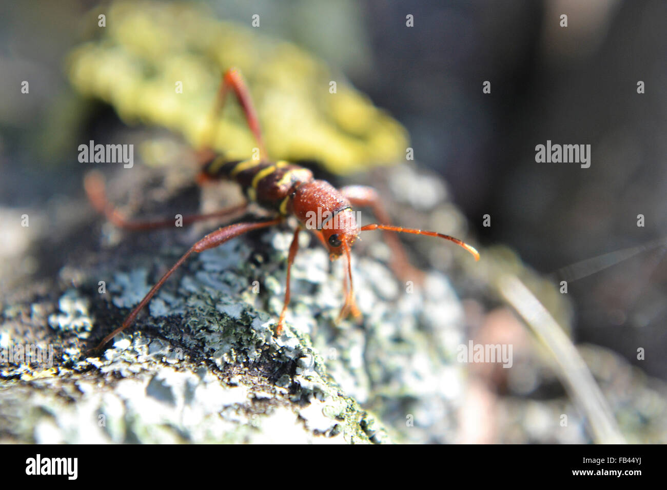 A bug crawling on a log covered with fungi Stock Photo - Alamy