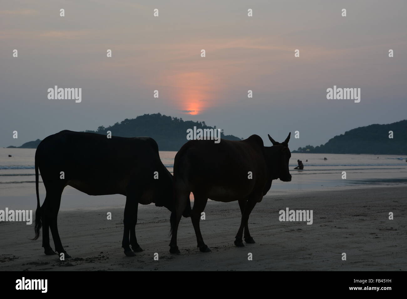 Cows on the Beach of Palolem, Goa, South India in sunset Stock Photo ...