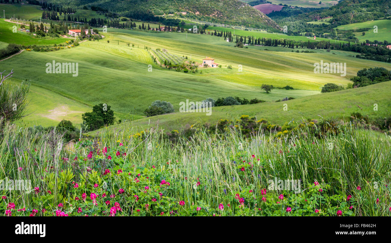 Yellow field flowers farm italy hi-res stock photography and images - Alamy