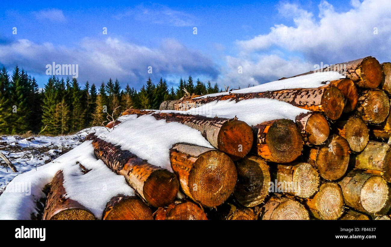 felled timber in Galloway Forest Park, Scotland Stock Photo - Alamy