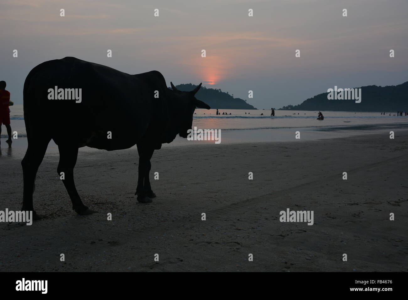 Cows on the Beach of Palolem, Goa, South India in sunset Stock Photo ...