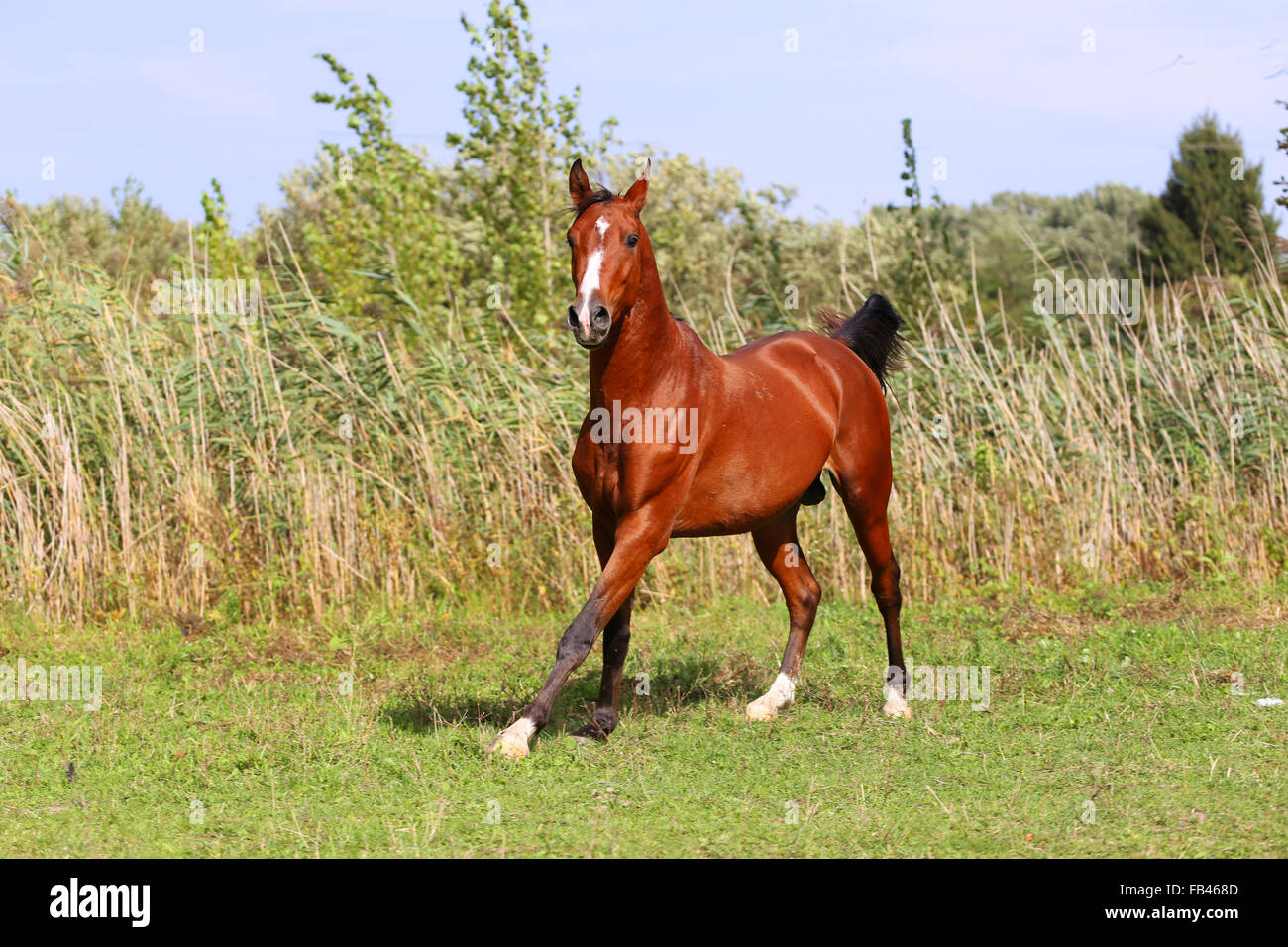 Chestnut thoroughbred horse galloping on hi-res stock photography and ...
