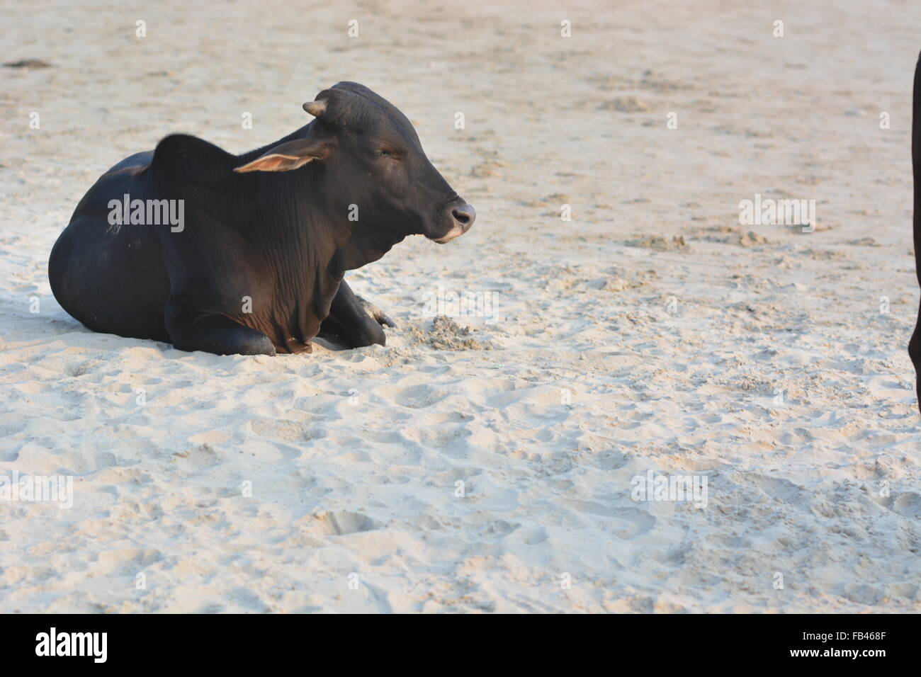 Cows on the Beach of Palolem, Goa, South India in sunset Stock Photo ...