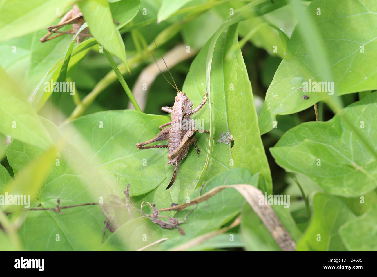 Bush cricket 1 hi-res stock photography and images - Alamy