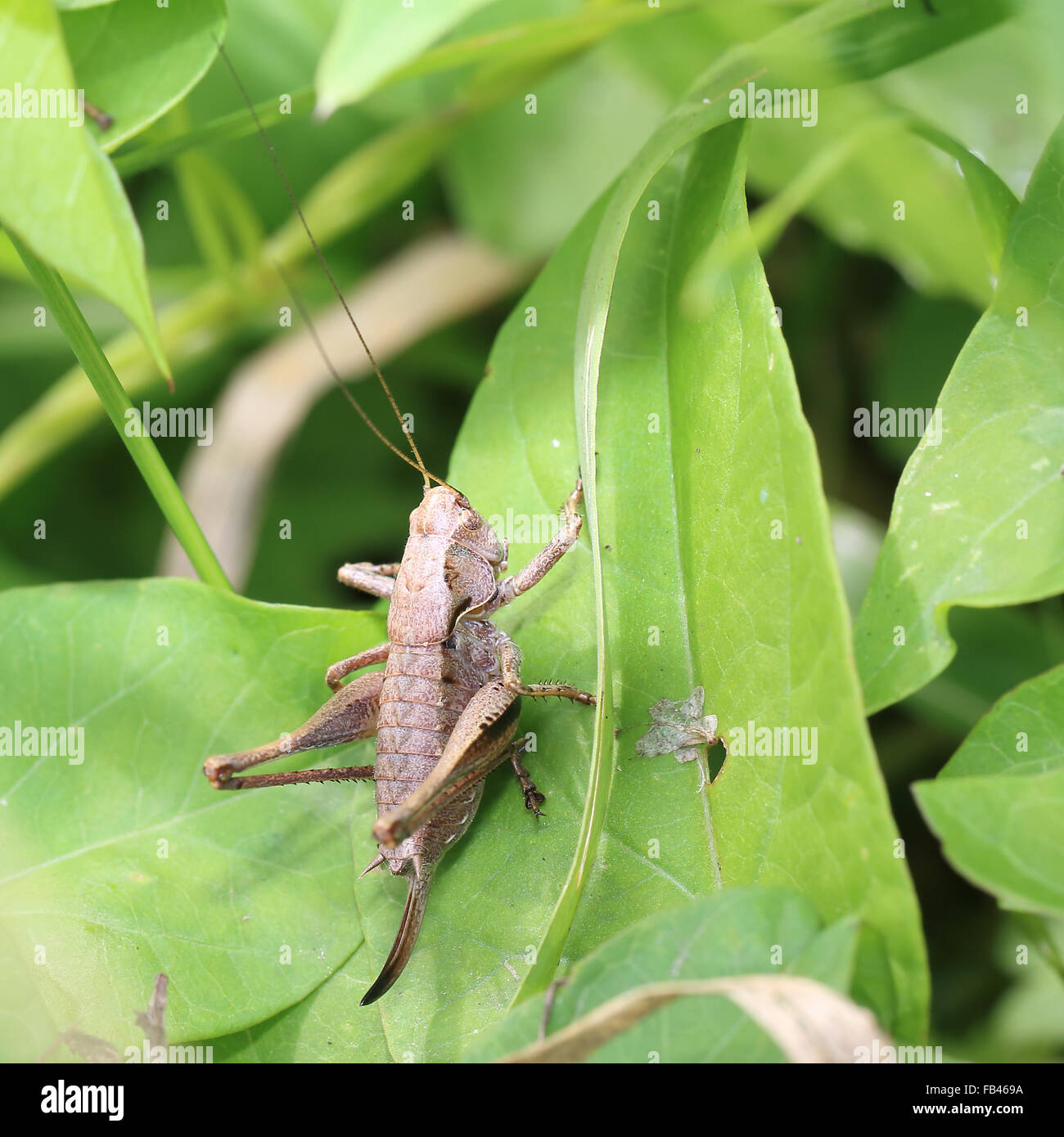 Dark Bush-cricket (Pholidoptera griseoaptera), female, Norfolk, England ...