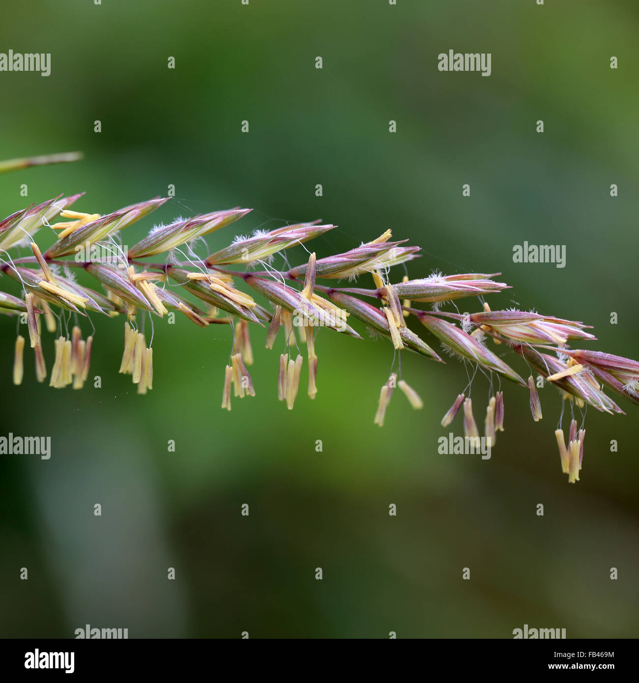 Ryegrass hi-res stock photography and images - Alamy