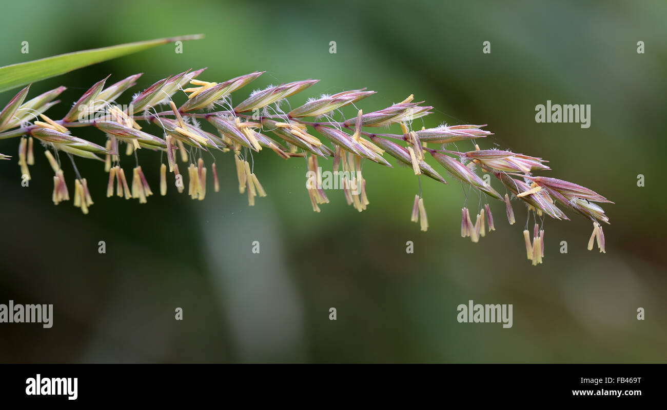 Rye seed head hi-res stock photography and images - Alamy
