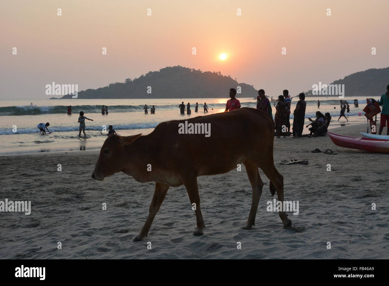 Cows on the Beach of Palolem, Goa, South India in sunset Stock Photo ...