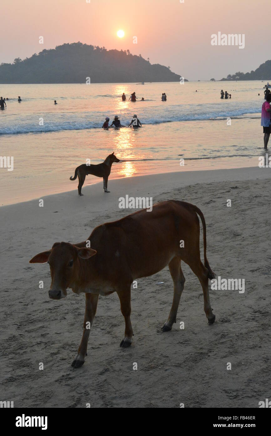 Cows on the Beach of Palolem, Goa, South India in sunset Stock Photo ...