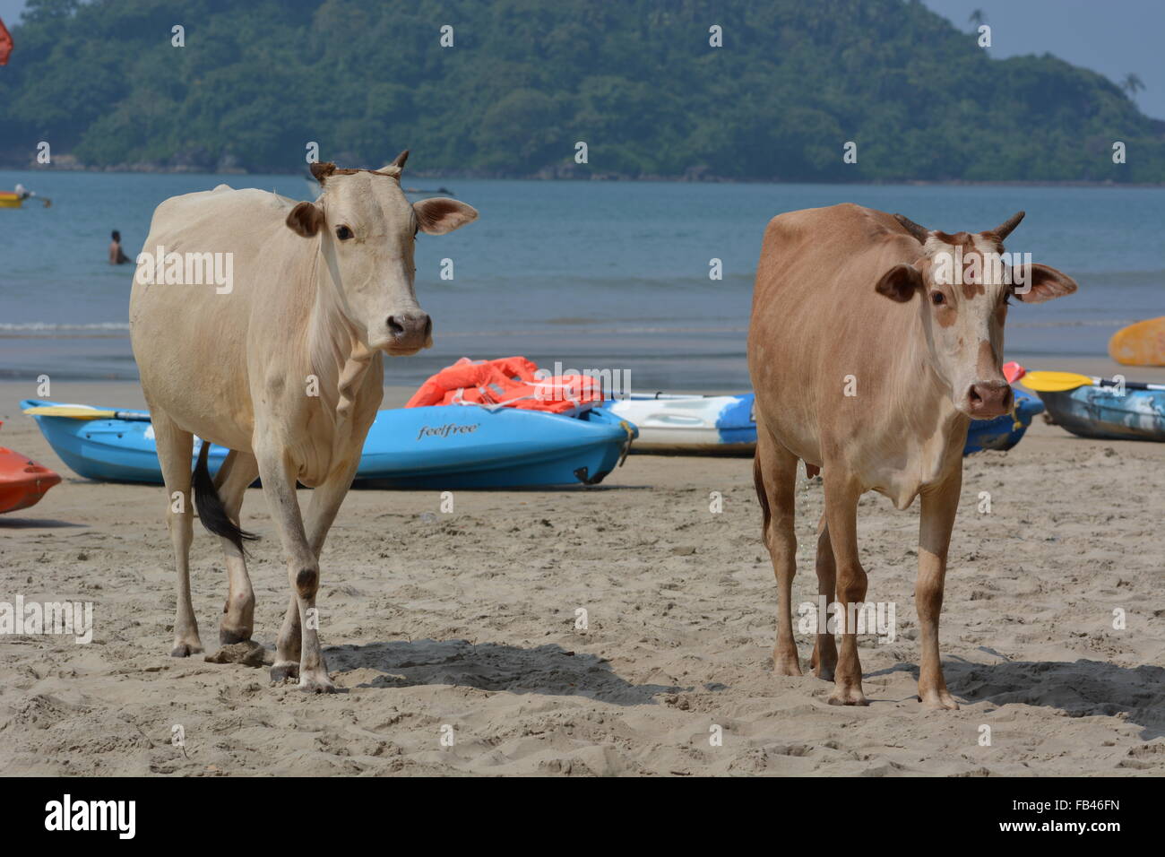 Cows on the Beach of Palolem, Goa, South India in sunset Stock Photo ...