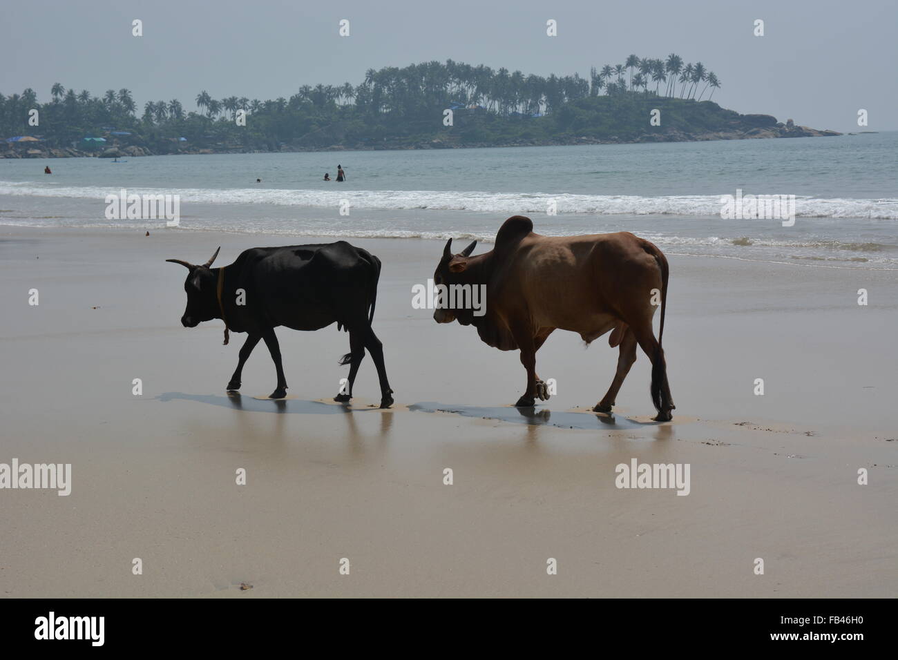 Cows on the Beach of Palolem, Goa, South India in sunset Stock Photo ...