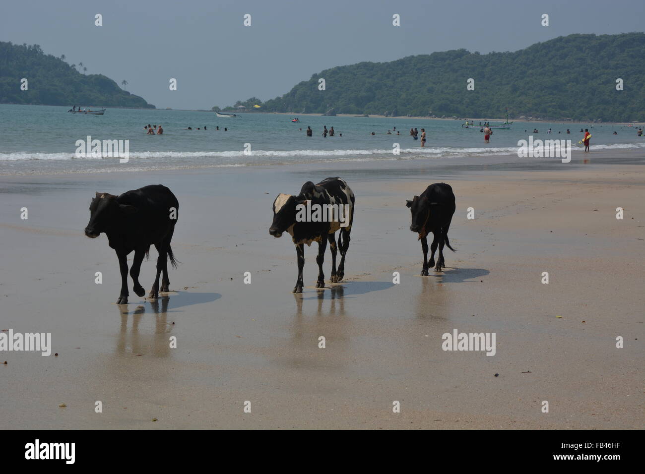 Cows on the Beach of Palolem, Goa, South India in sunset Stock Photo ...