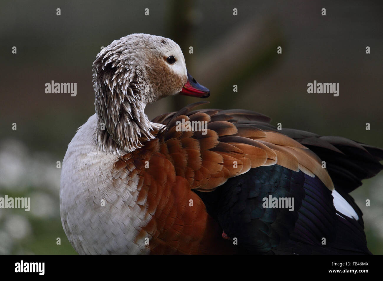 Orinoco Goose (Neochen jubata Stock Photo - Alamy