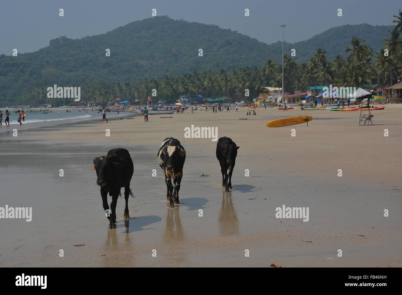 Cows on the Beach of Palolem, Goa, South India in sunset Stock Photo ...