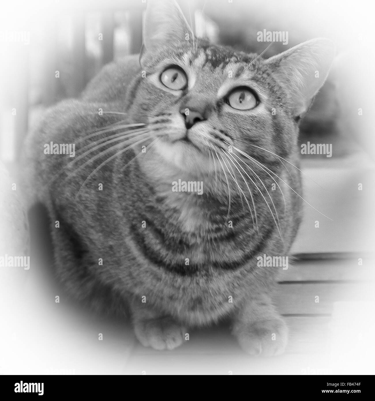 A Beautiful Black And White Photo of Elli Stock Photo - Alamy