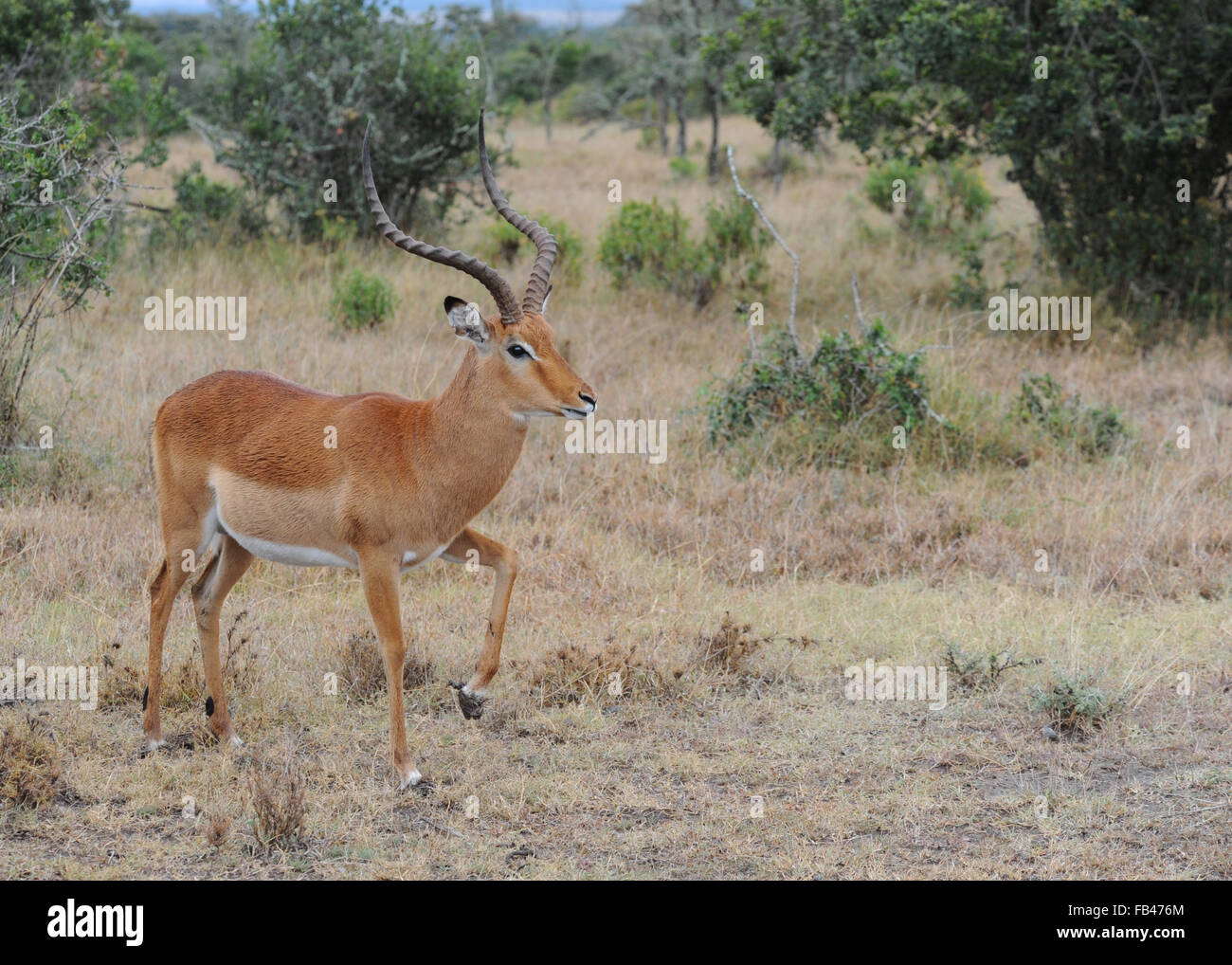 Impala With Full Horns Kenya Stock Photo - Alamy