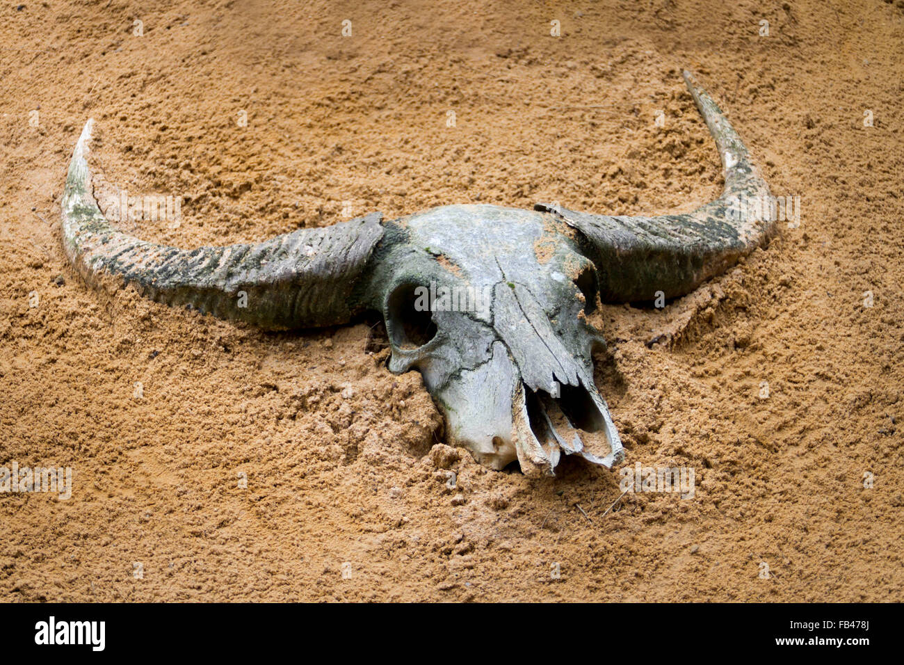 Animal horns hi-res stock photography and images - Alamy