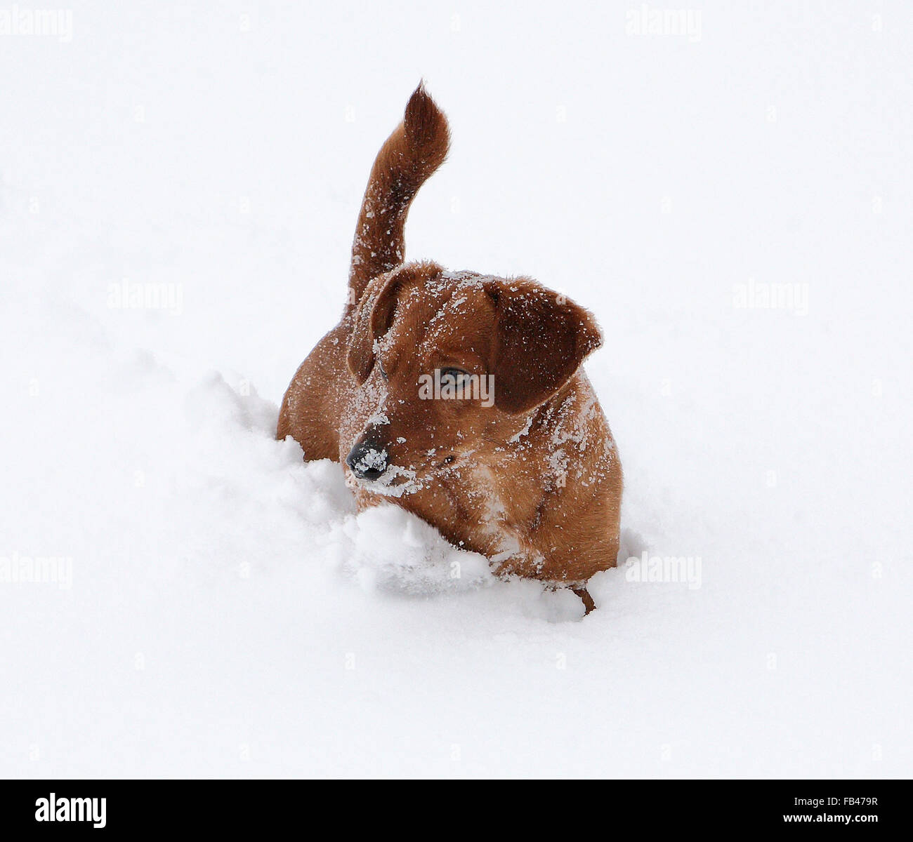 Dog dachshund in the deep snow Stock Photo - Alamy