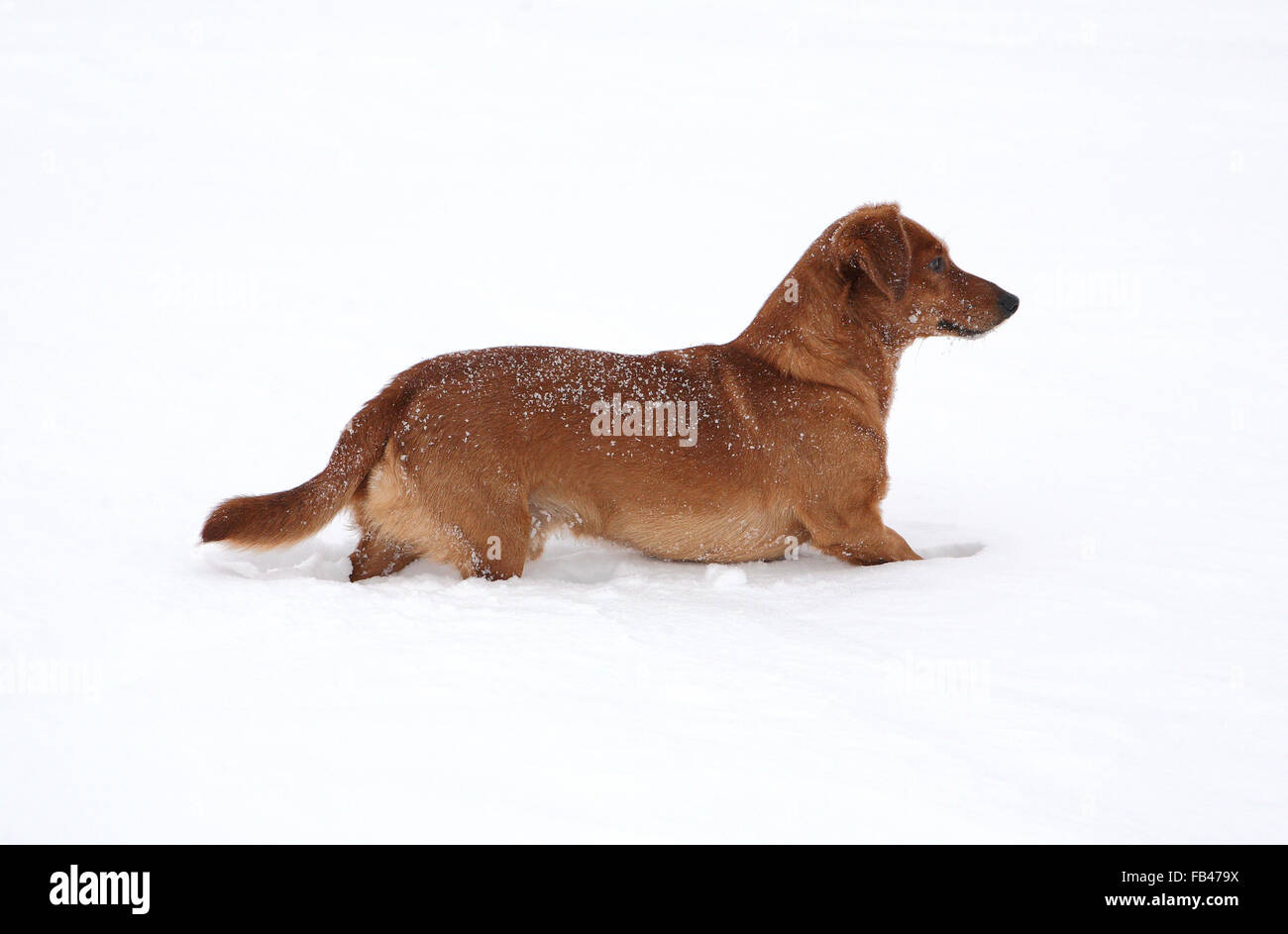 Dog dachshund in the deep snow Stock Photo - Alamy