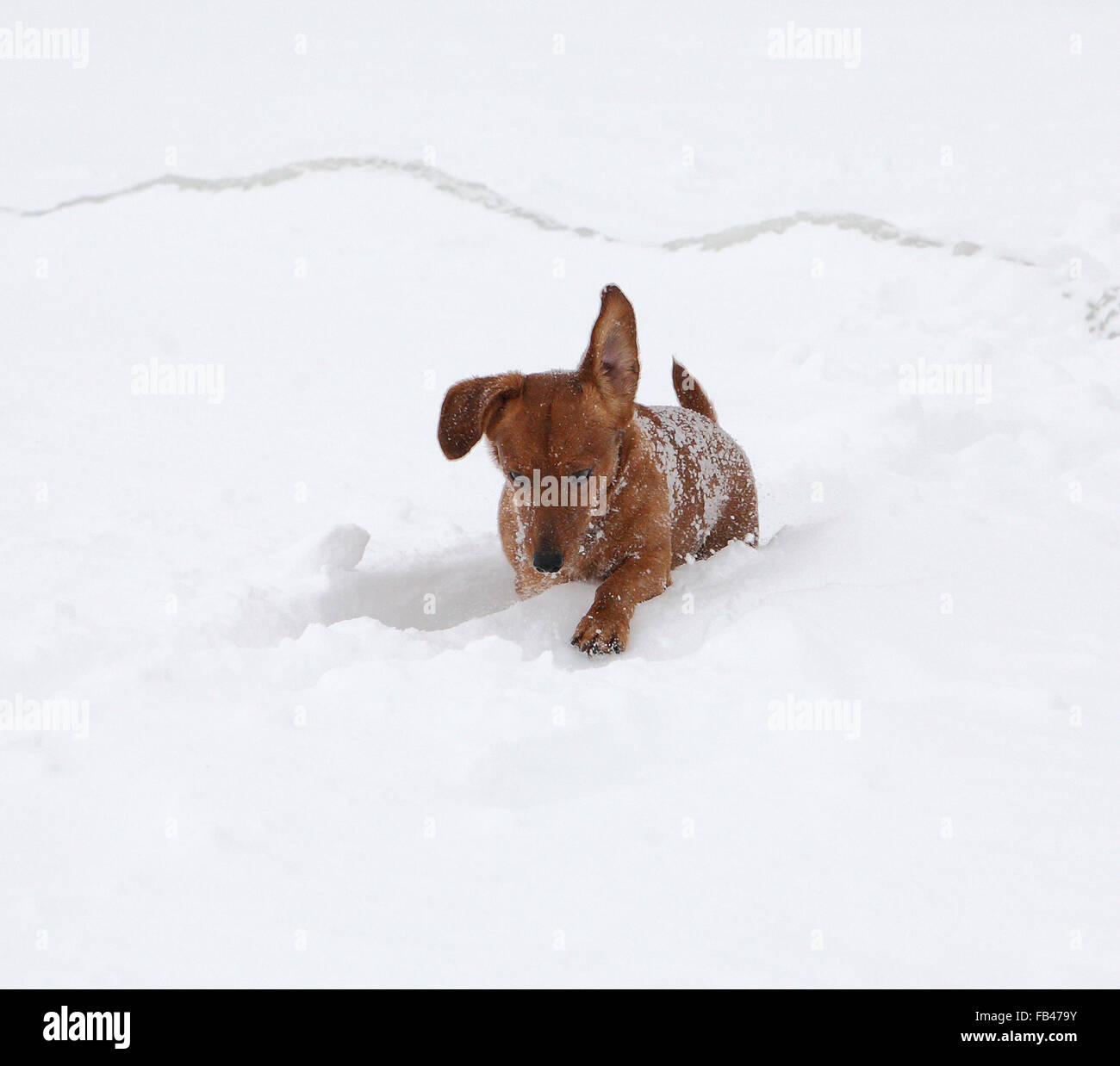 Dog dachshund in the deep snow Stock Photo - Alamy