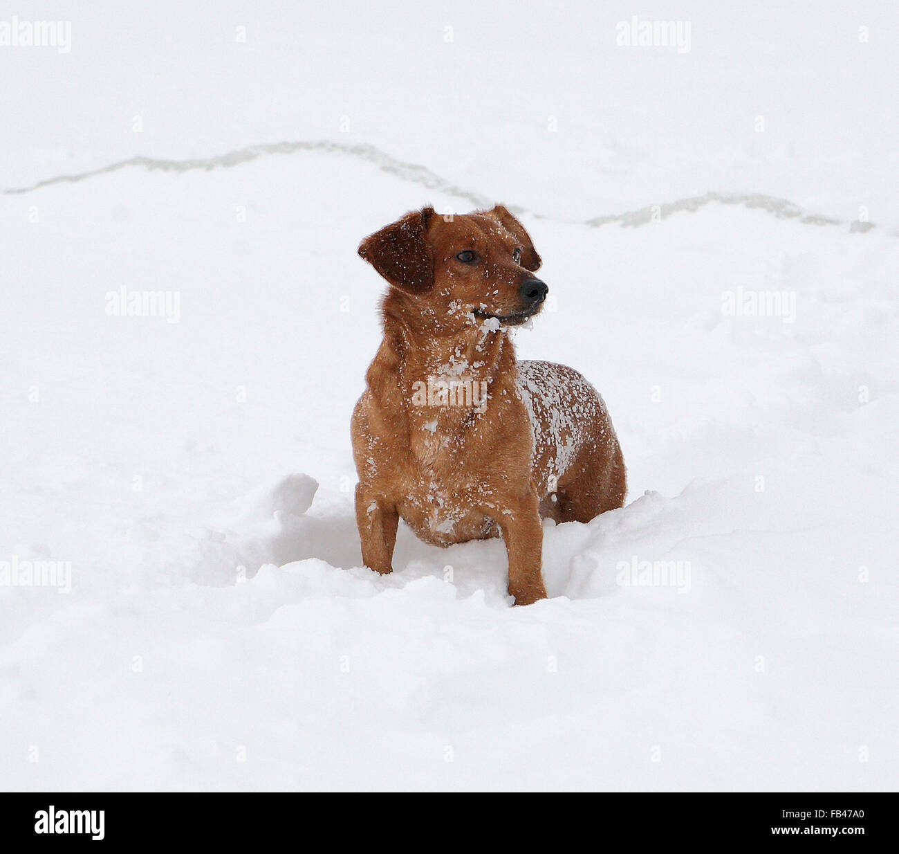 Dog dachshund in the deep snow Stock Photo - Alamy