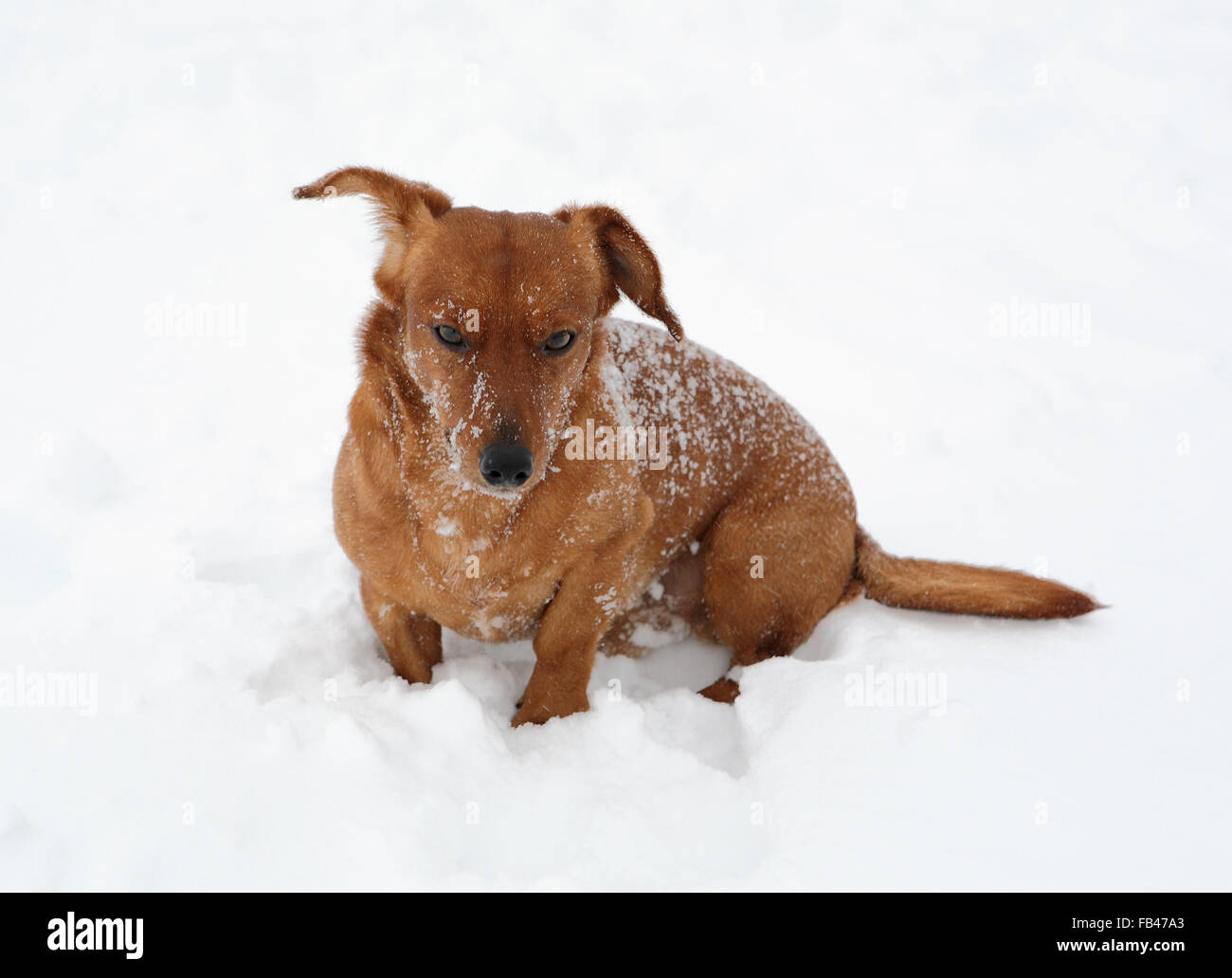 Dog dachshund in the deep snow Stock Photo - Alamy
